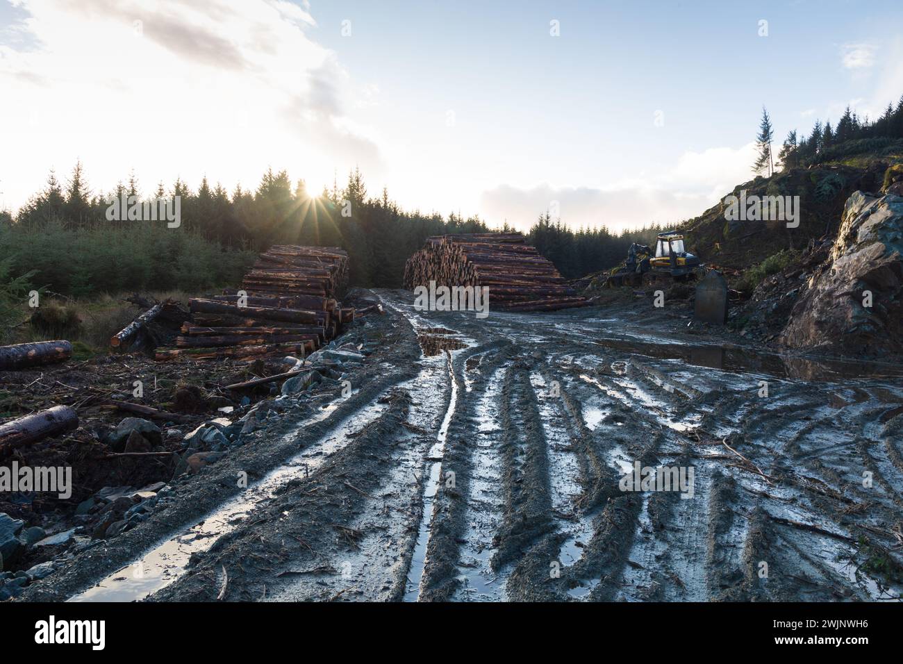 Forestry management in the Scottish Highlands on a winters morning ...