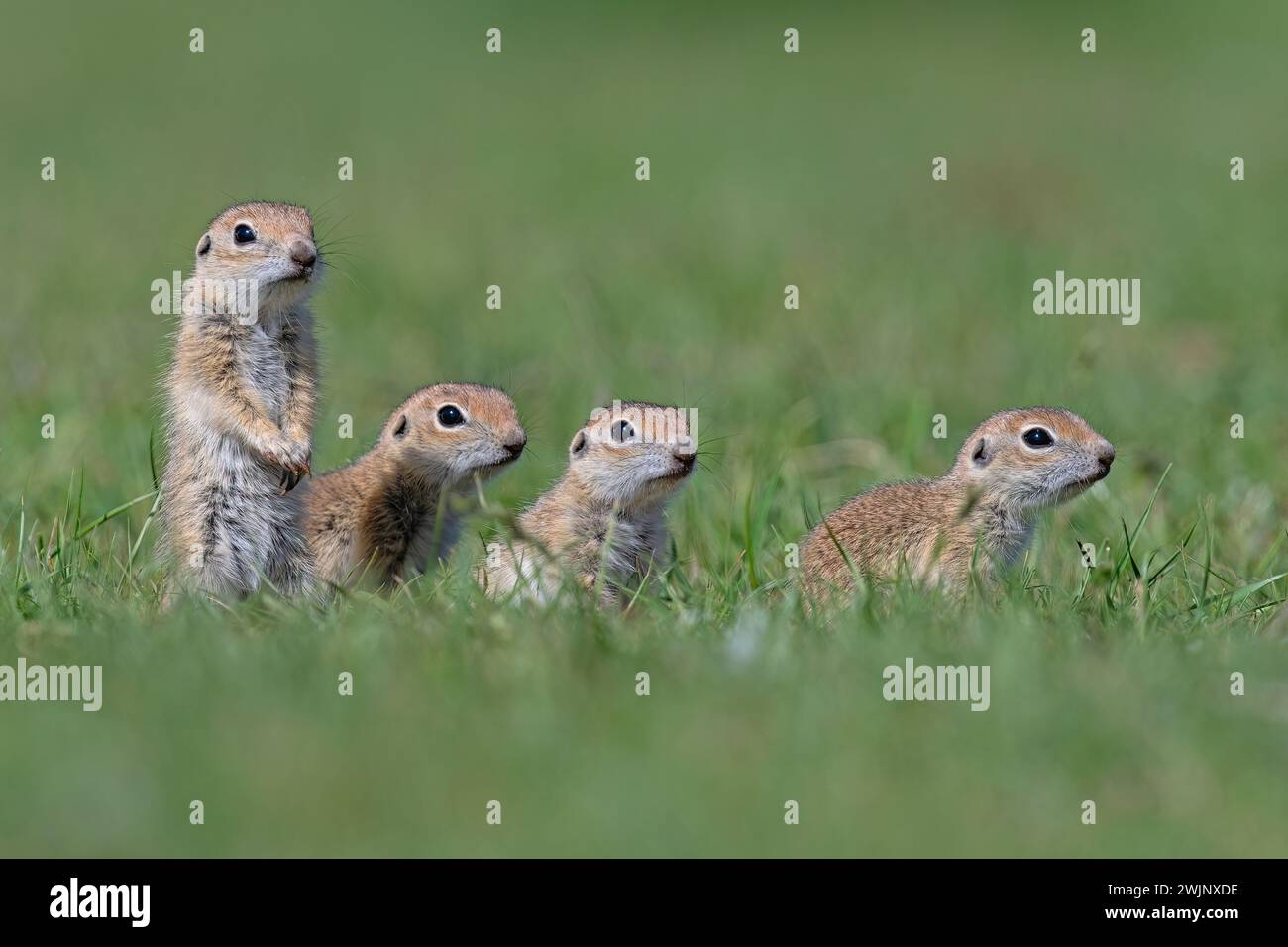 Baby squirrels in green grass. Anatolian Souslik-Ground Squirrel ...