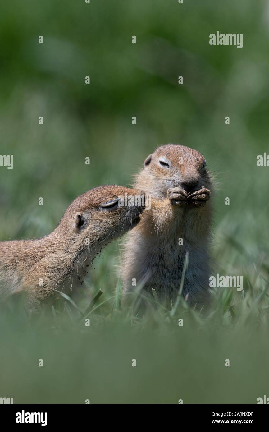 Baby squirrels in green grass. Anatolian Souslik-Ground Squirrel ...
