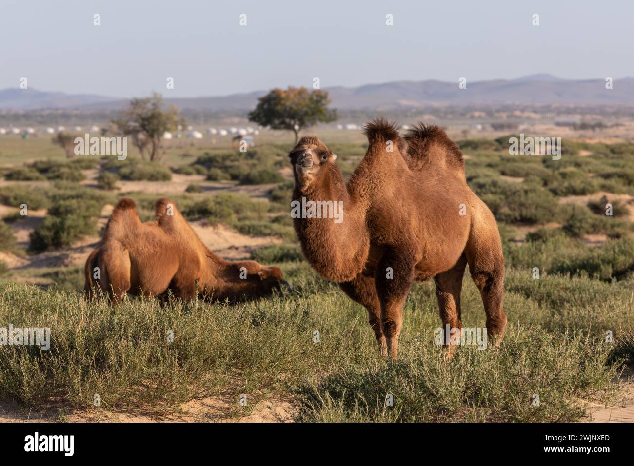 Gobi Plants And Animals