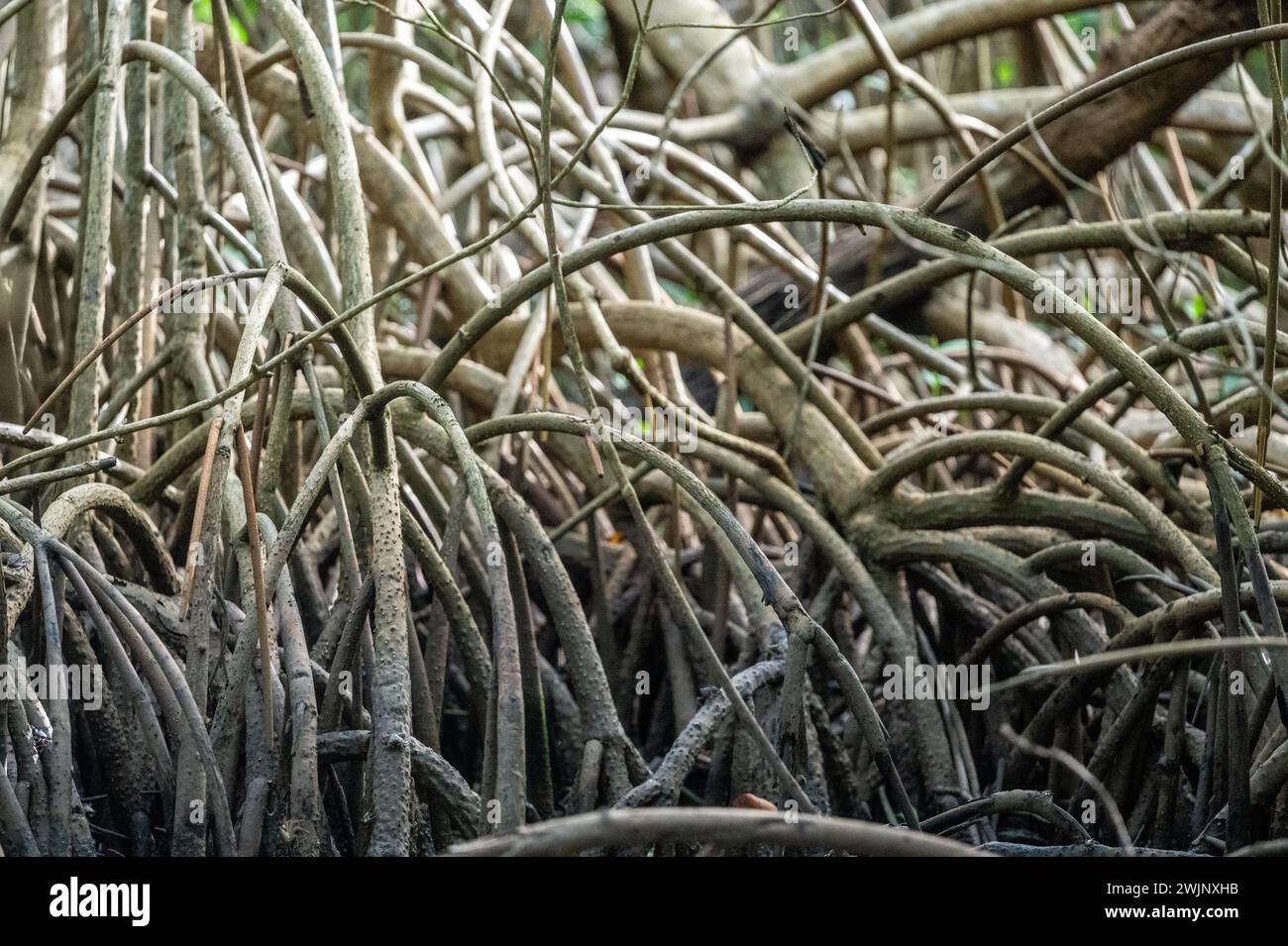 Mangrove Tree in Caroni Swamp. Trinidad and Tobago Stock Photo - Alamy