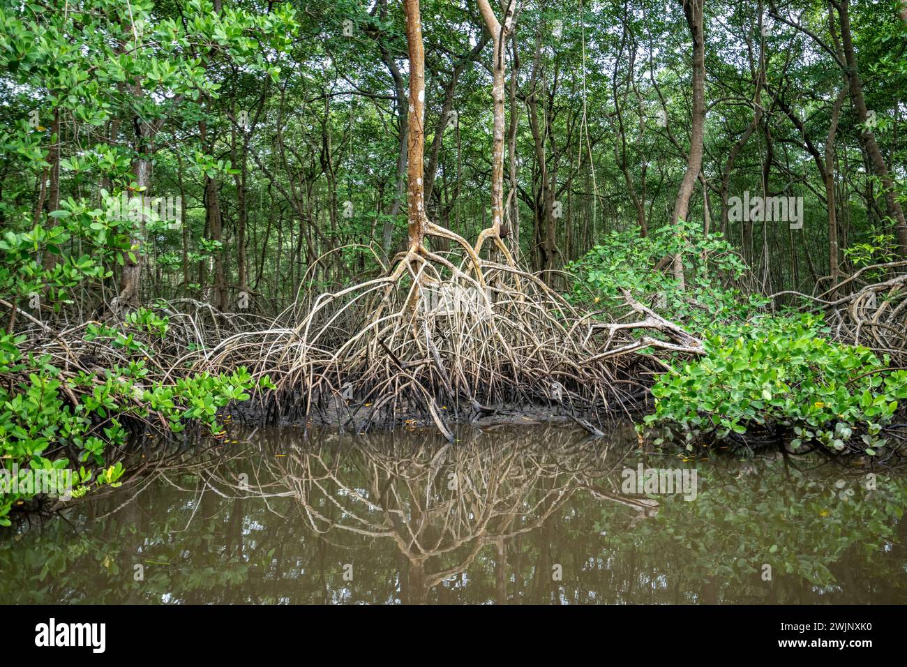 Mangrove Tree in Caroni Swamp. Trinidad and Tobago Stock Photo - Alamy
