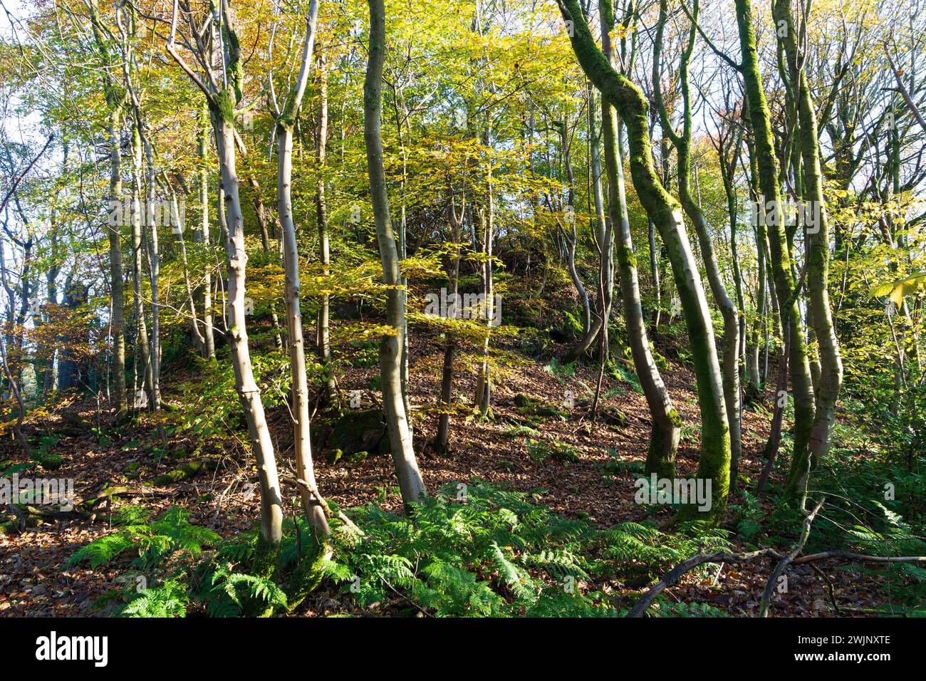 Scottish forests walks hi-res stock photography and images - Alamy