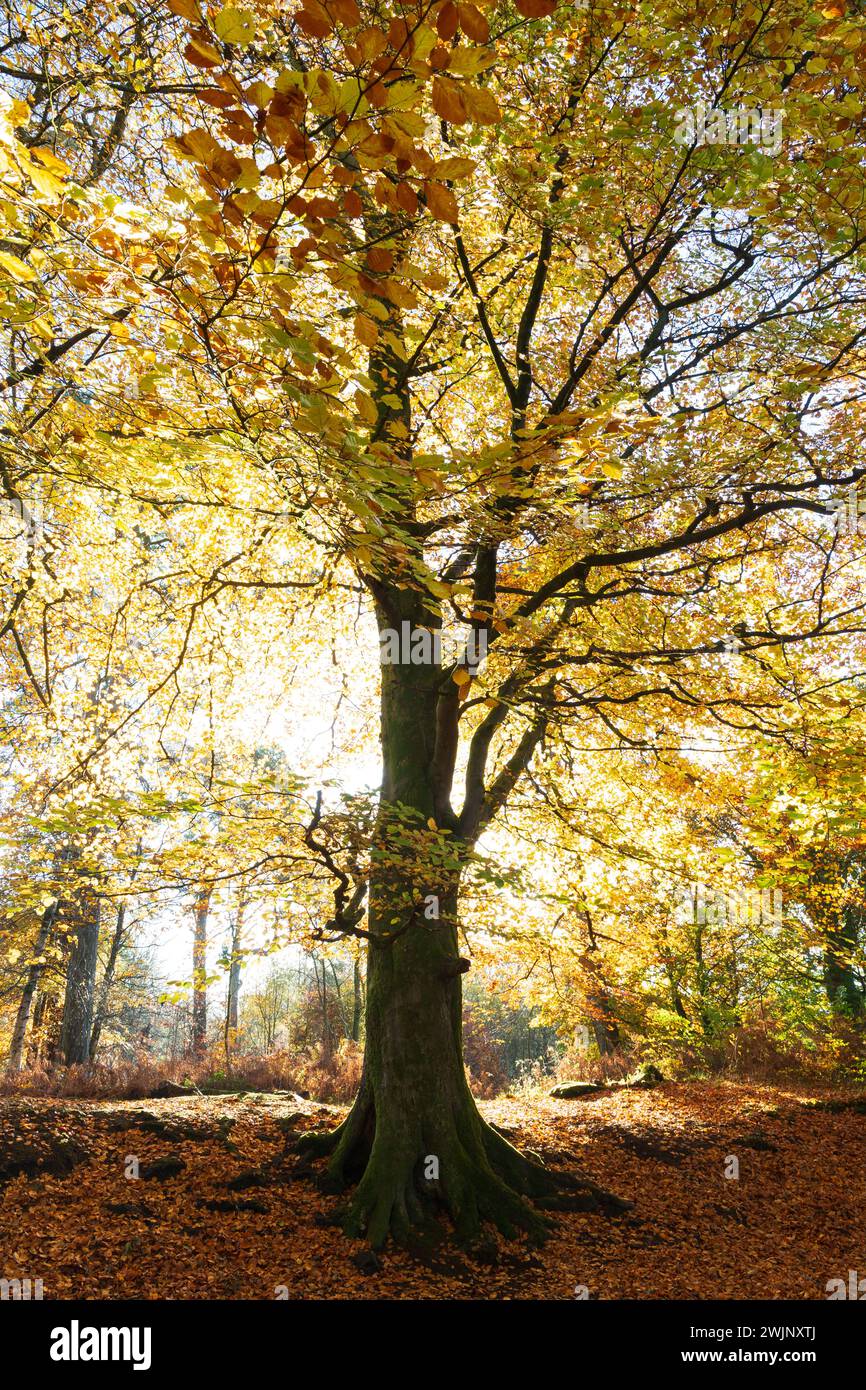 Scottish forests and woods hi-res stock photography and images - Alamy