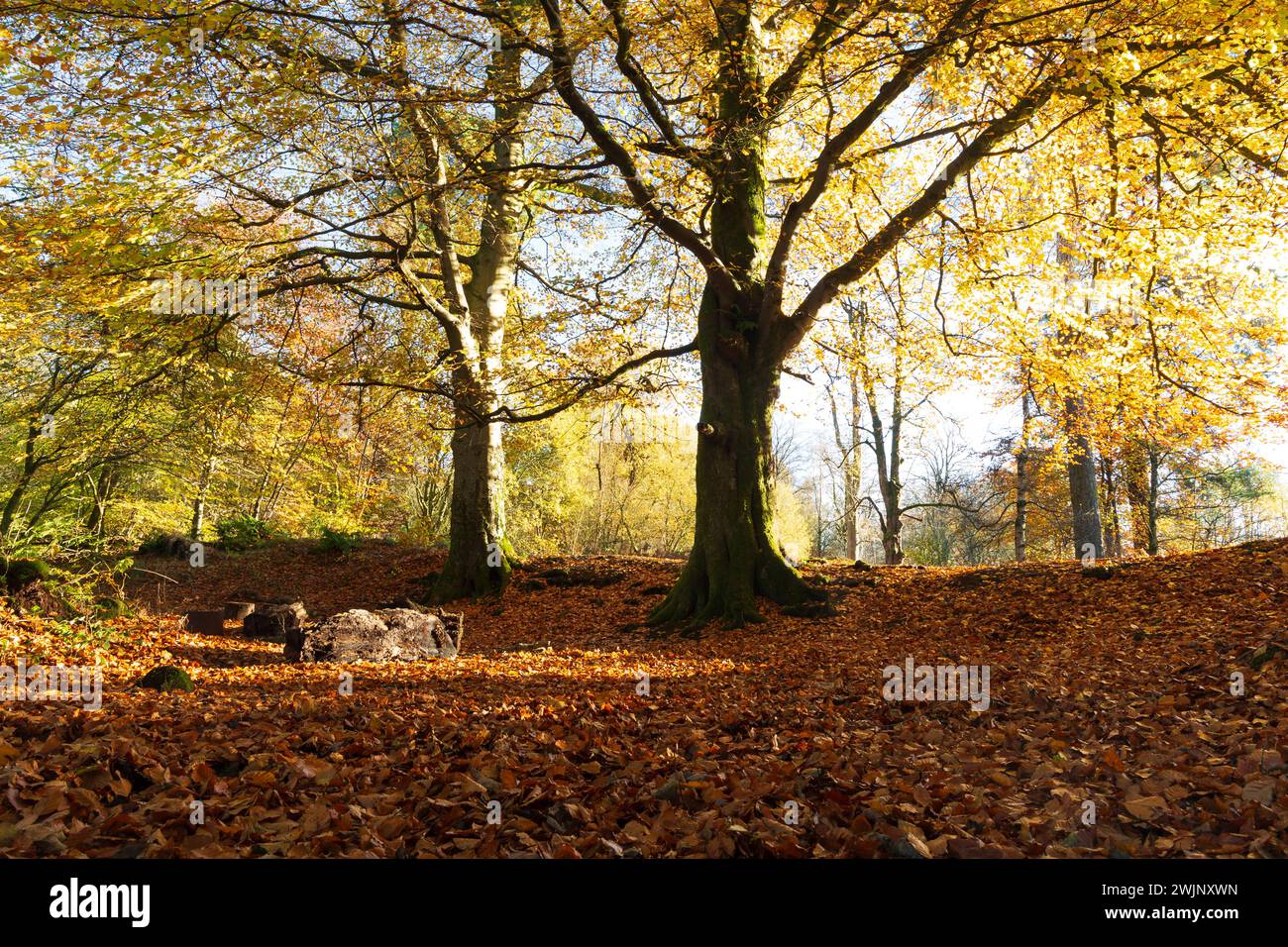 Scottish forests and woods hi-res stock photography and images - Alamy