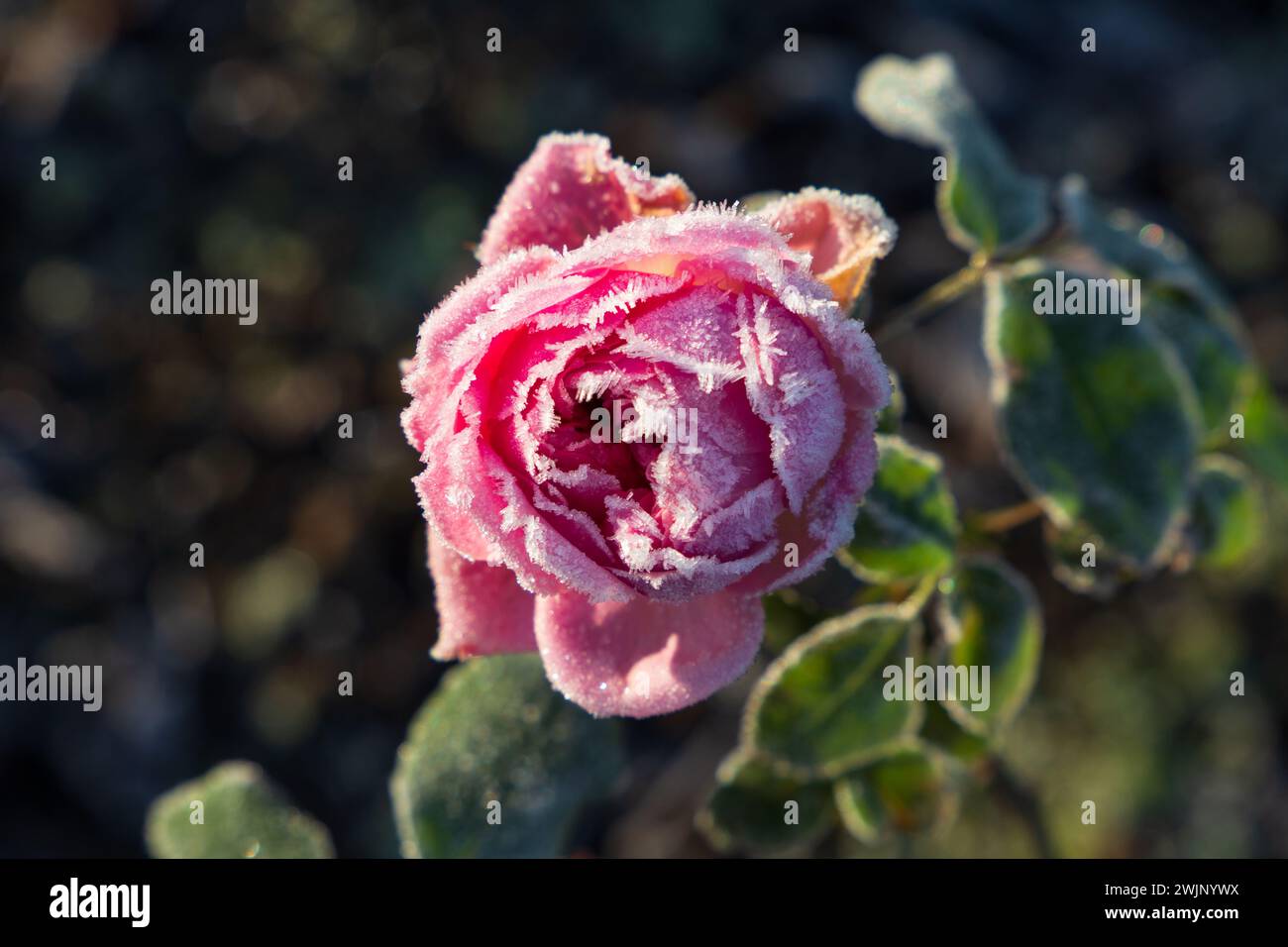 Frozen rose hi-res stock photography and images - Alamy