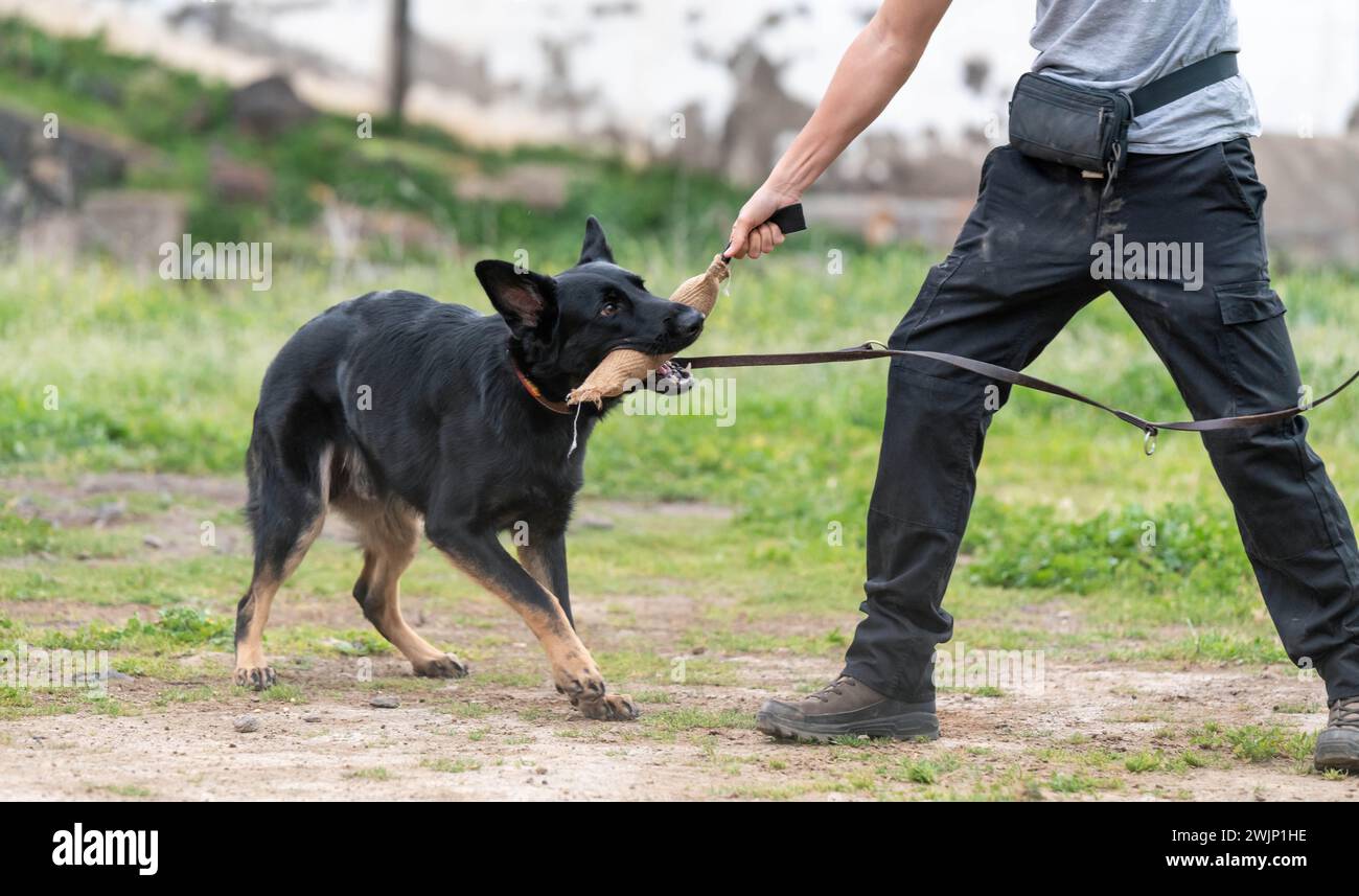 Dog training with his owner. German shepherd puppy Stock Photo - Alamy