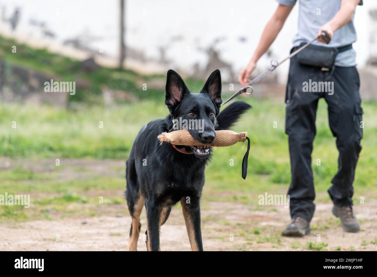 Dog training with his owner. German shepherd puppy Stock Photo - Alamy