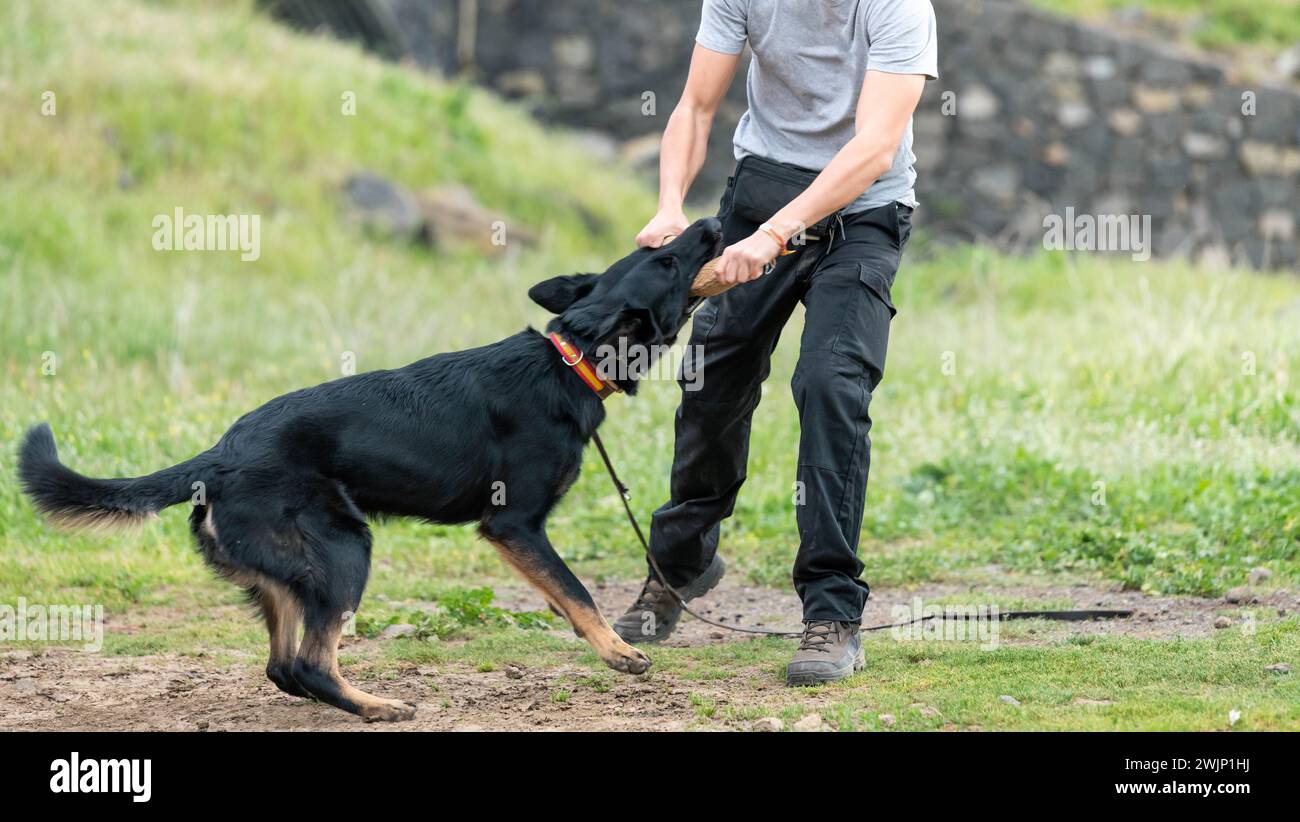 Dog training with his owner. German shepherd puppy Stock Photo - Alamy