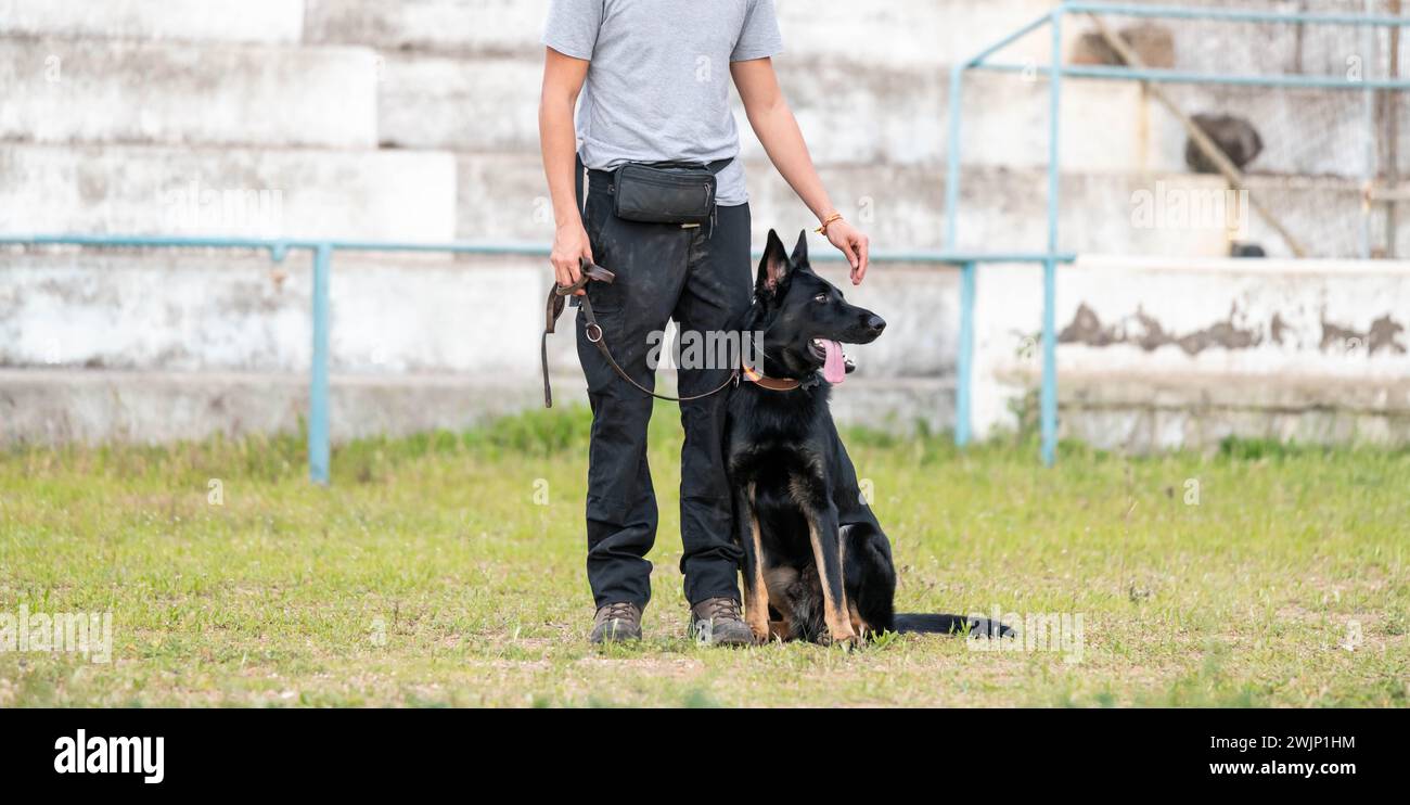Dog training with his owner. German shepherd puppy Stock Photo - Alamy