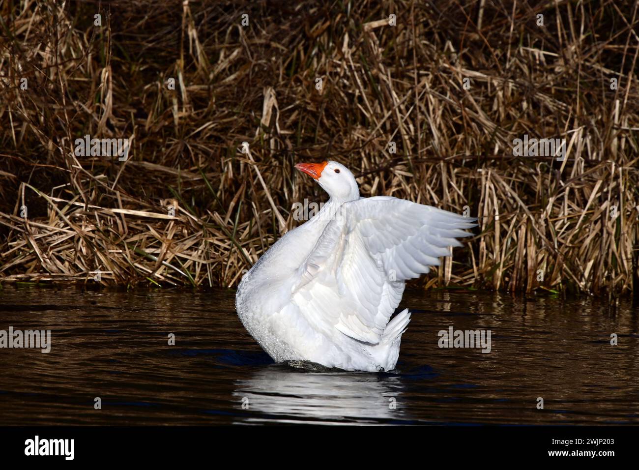 White emden goose anser hi-res stock photography and images - Alamy