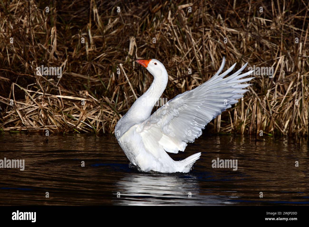 Feral domestic goose hi-res stock photography and images - Alamy