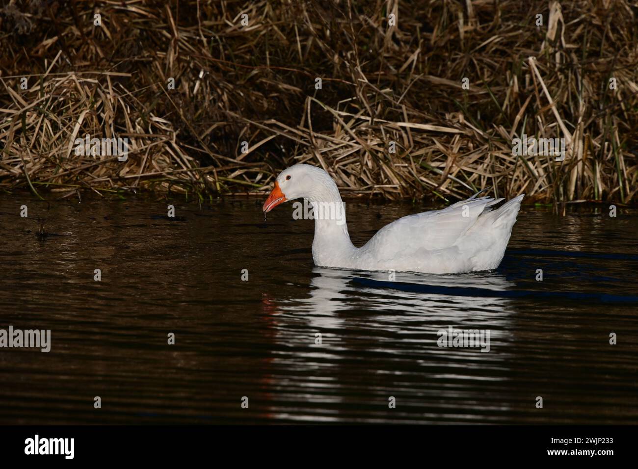 Feral domestic goose hi-res stock photography and images - Alamy