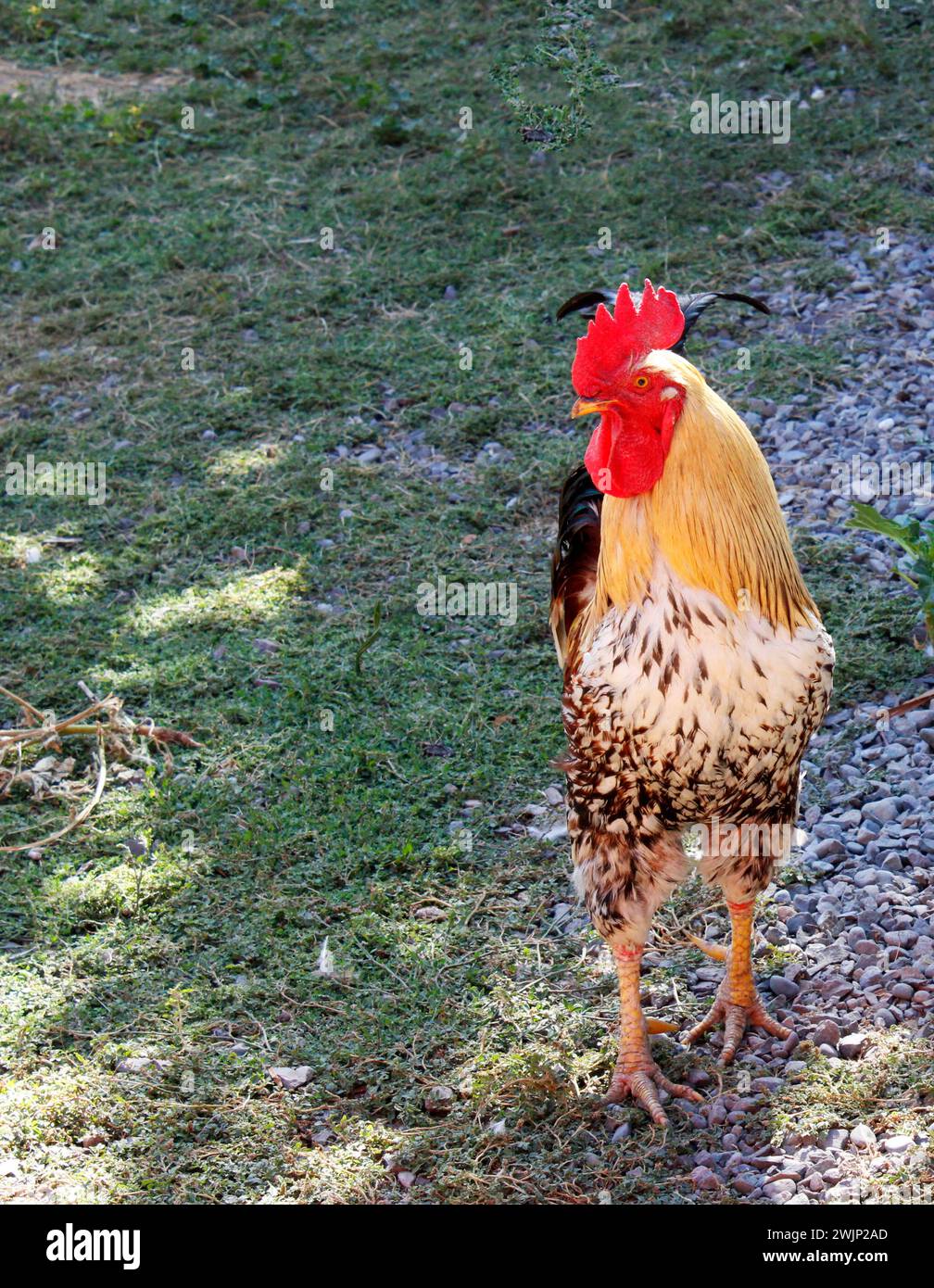 Stone rooster hi-res stock photography and images - Alamy