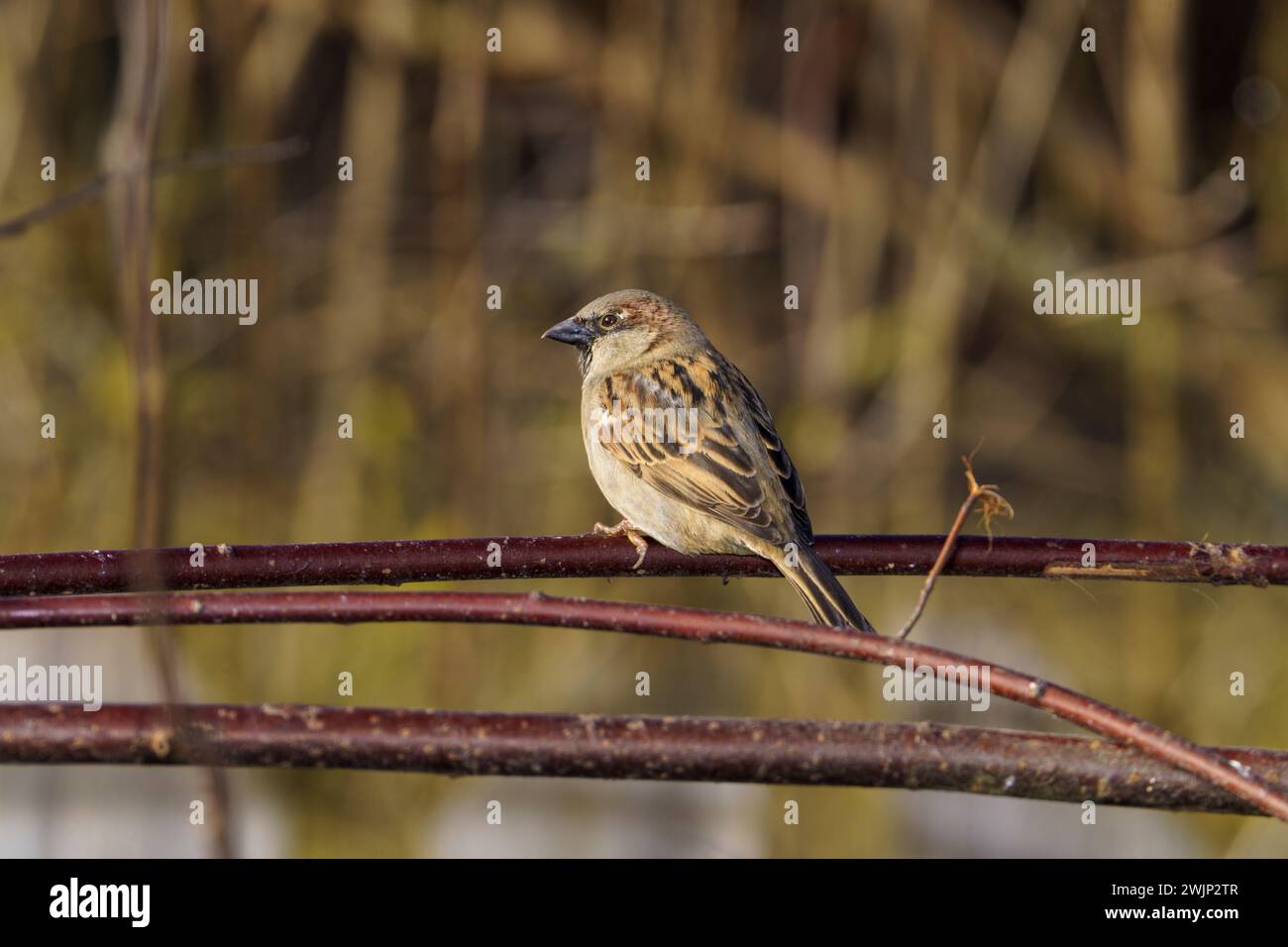 Passer domesticus Family Passeridae Genus Passer House sparrow wild ...