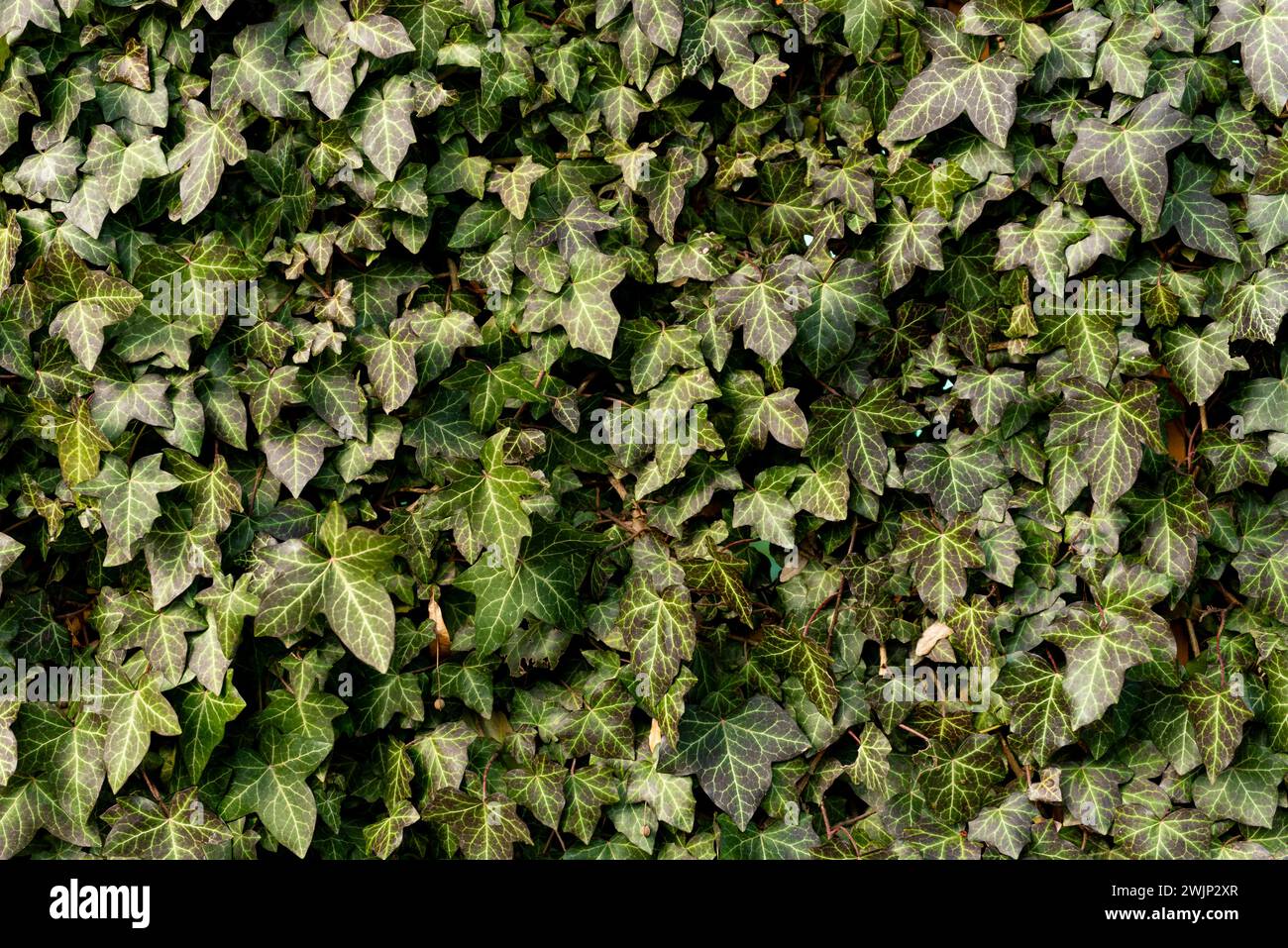 Evergreen leaf texture hi-res stock photography and images - Alamy