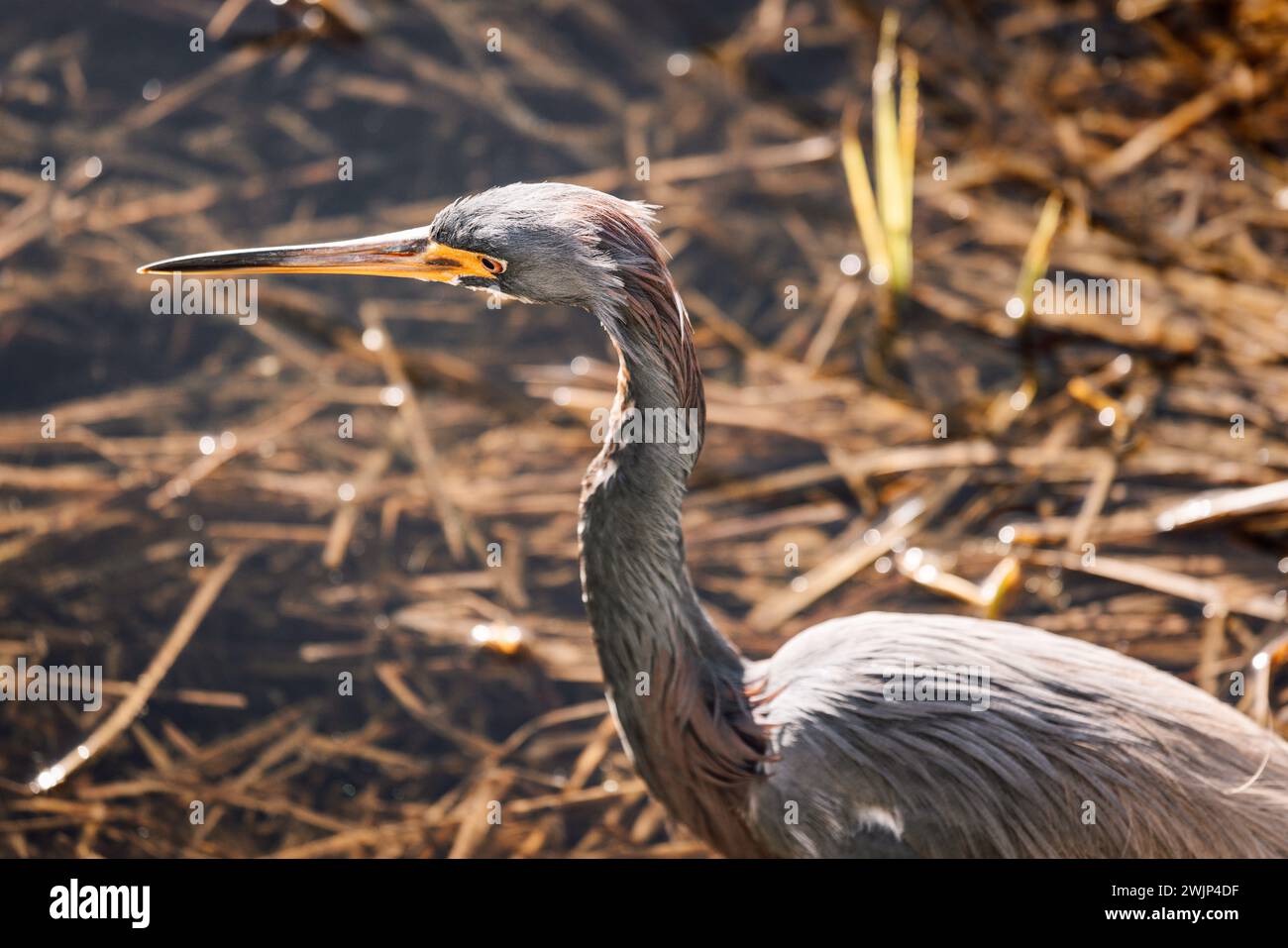 Tri colored animal hi-res stock photography and images - Alamy