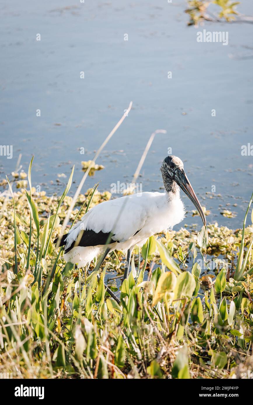 Wood stork standing in the water at the Orlando Wetlands in Florida ...