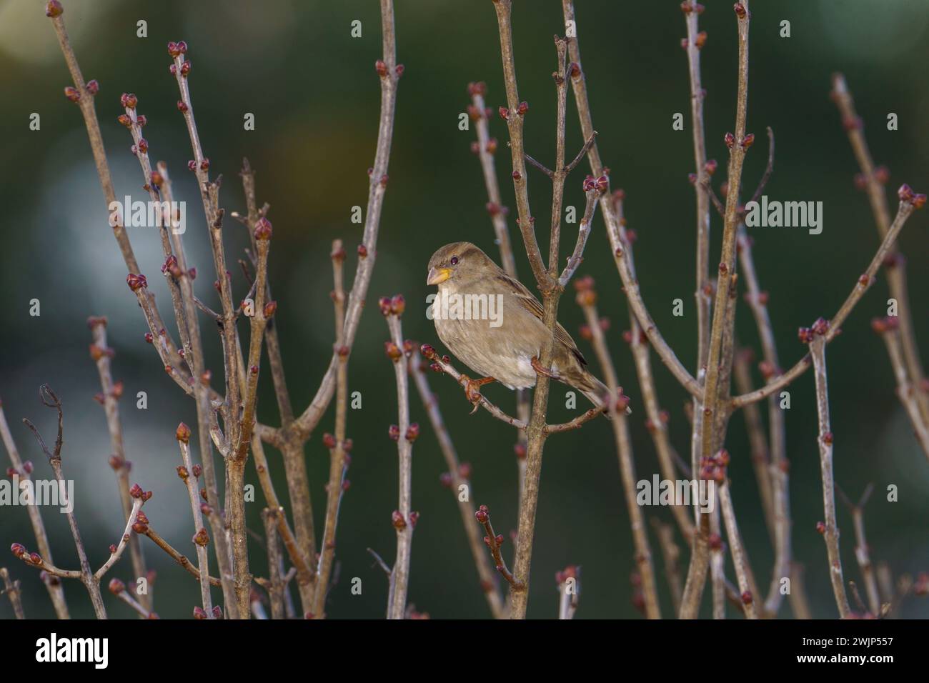 Passer domesticus Family Passeridae Genus Passer House sparrow wild ...