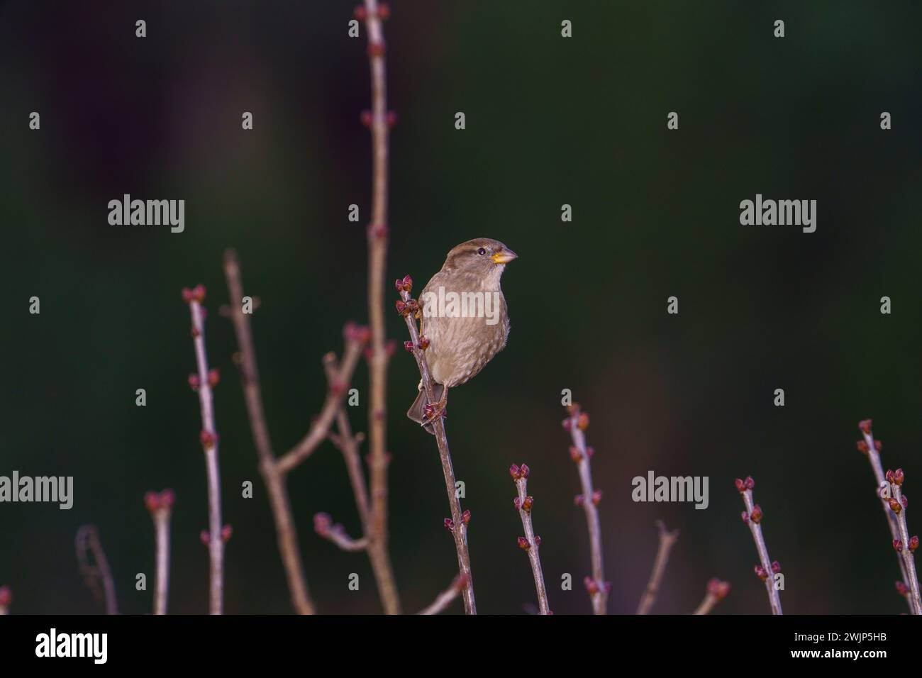 Passer domesticus Family Passeridae Genus Passer House sparrow wild ...