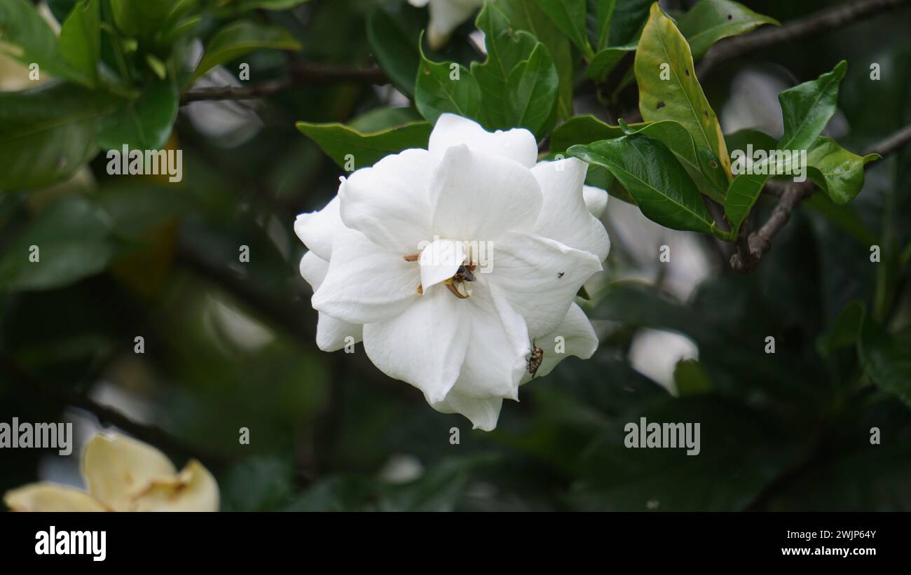 Kacapiring wangi hi-res stock photography and images - Alamy