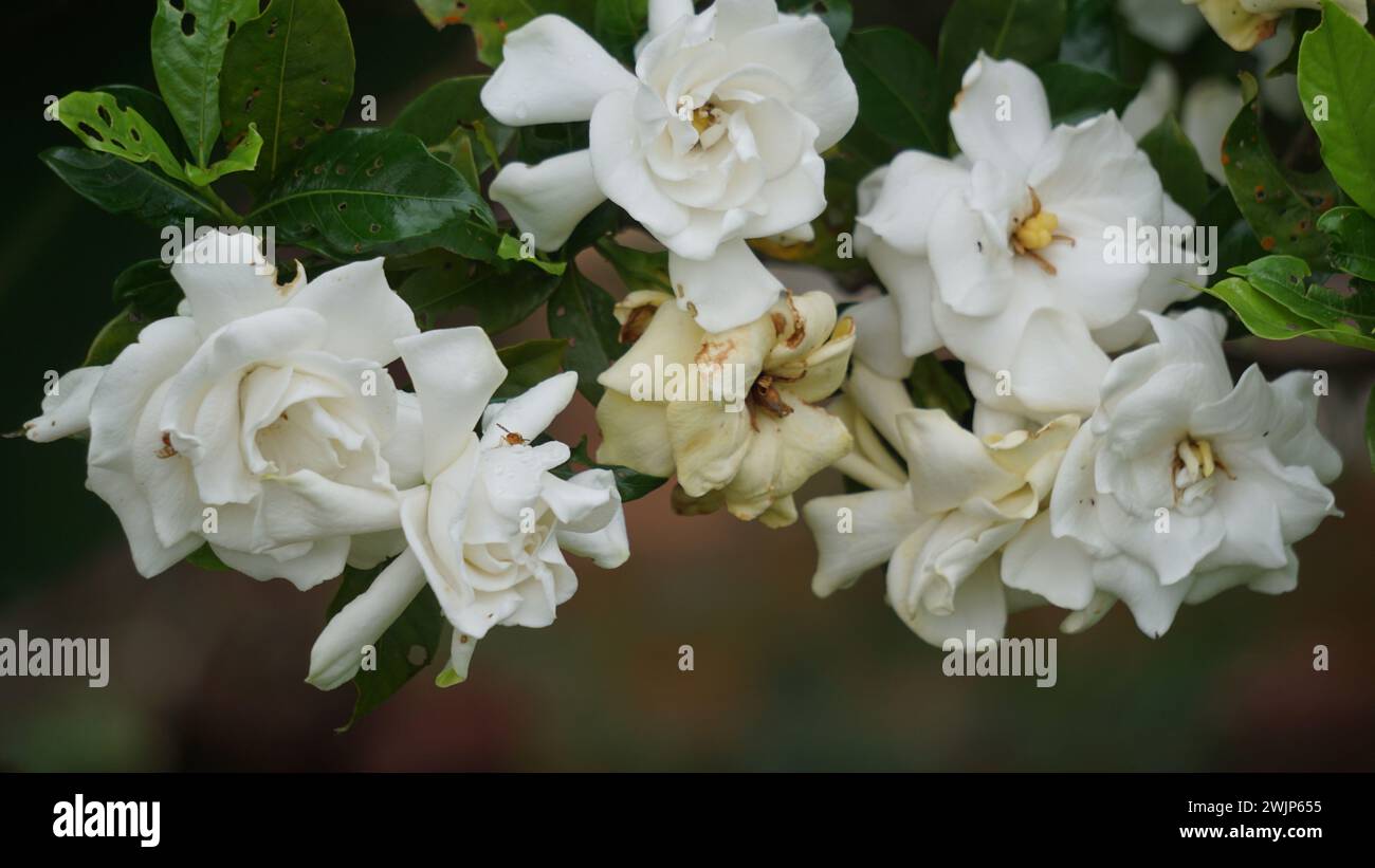Kacapiring wangi hi-res stock photography and images - Alamy