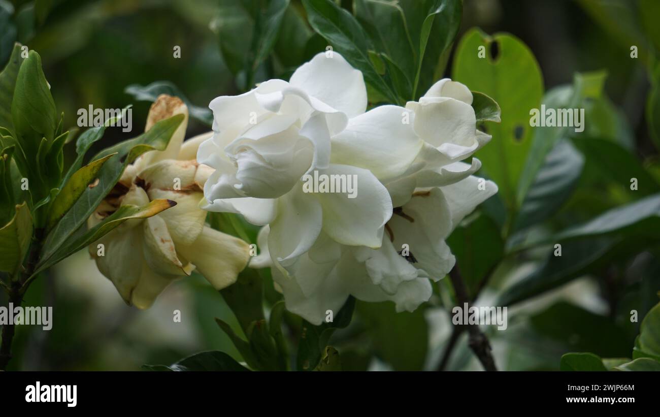 Cape jasmine gardenia jasminoides hi-res stock photography and images ...