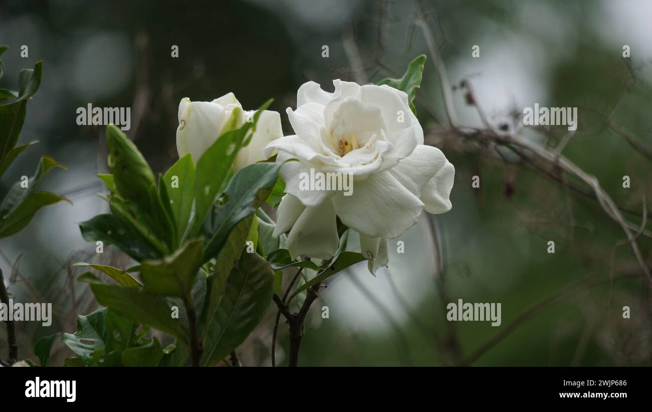 Hone and gardening hi-res stock photography and images - Alamy