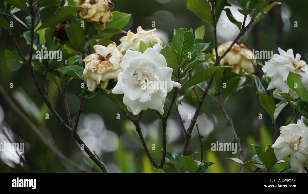 Gardenia jasminoides (gardenia, cape jasmine, Kacapiring wangi ...