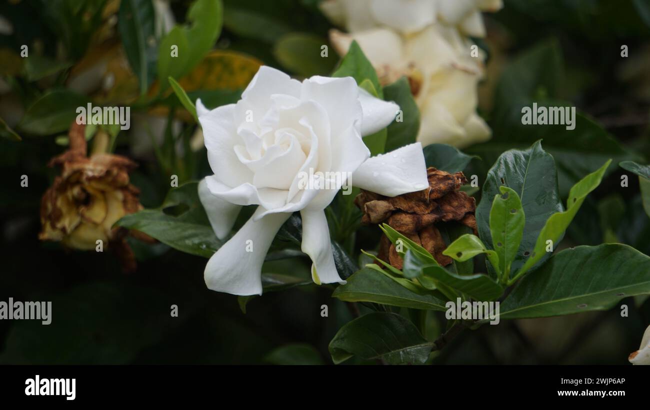 Kacapiring wangi hi-res stock photography and images - Alamy