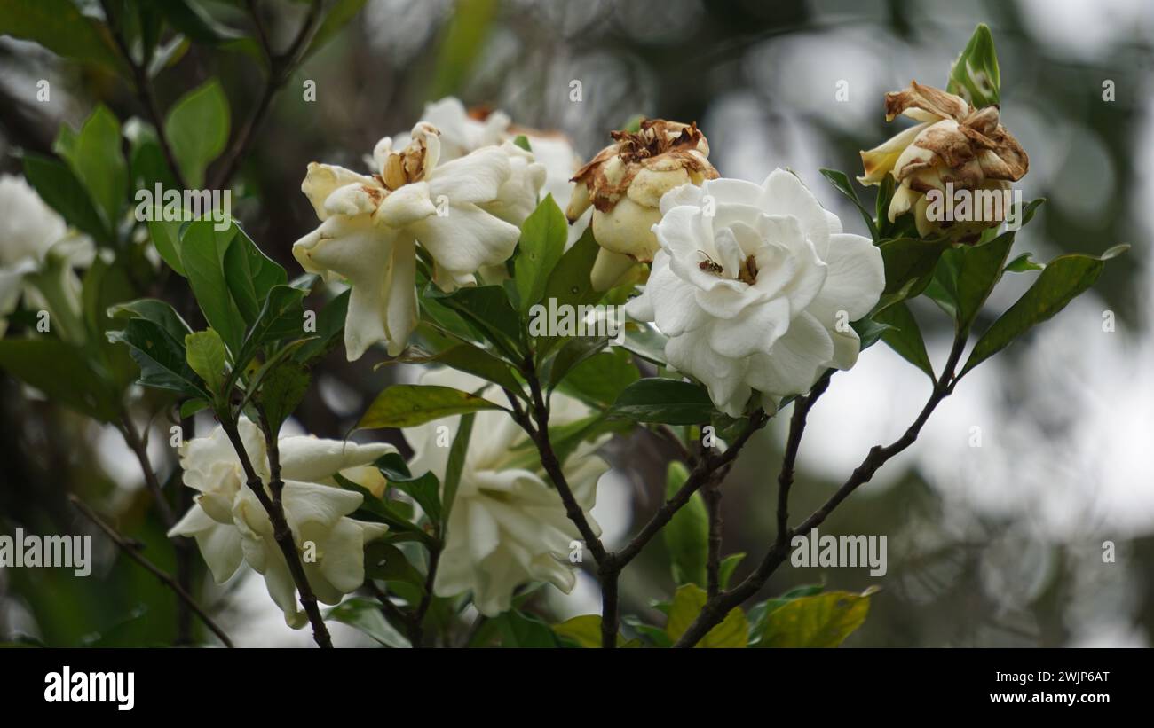 Gardenia jasminoides (gardenia, cape jasmine, Kacapiring wangi ...
