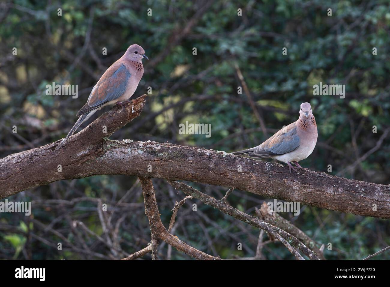 Laughing doves (Spilopelia senegalensis), pair on a fallen log Stock ...