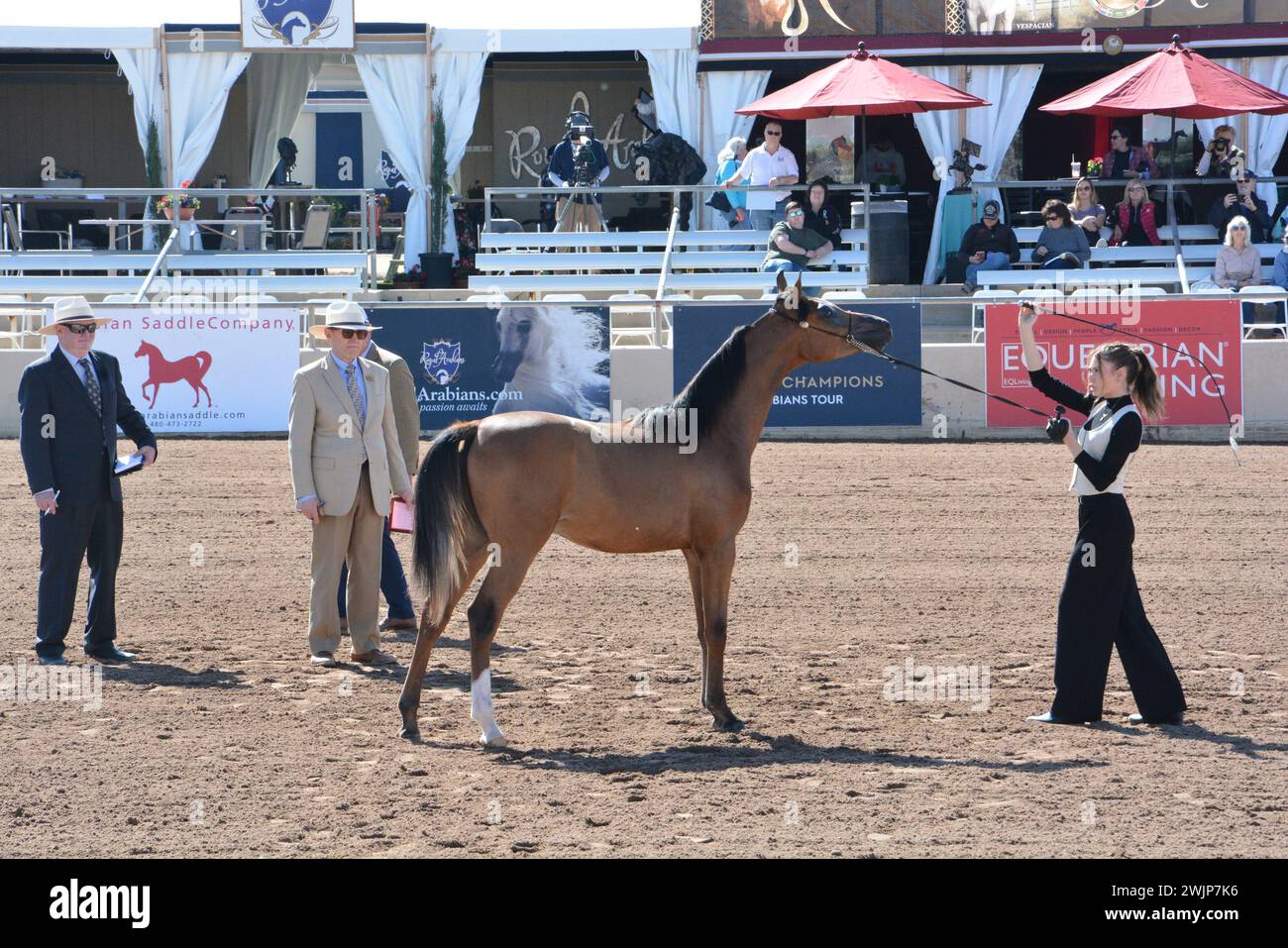 Scottsdale, USA. 16th Feb, 2024. An Arabian horse is seen in a beauty ...