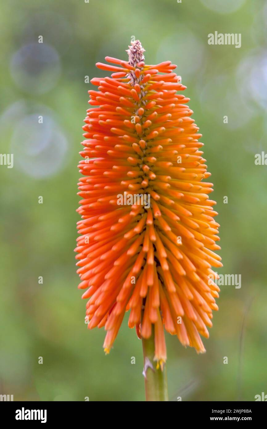 Torch lily (Kniphofia), also known as rocket flower, Brittany, France ...