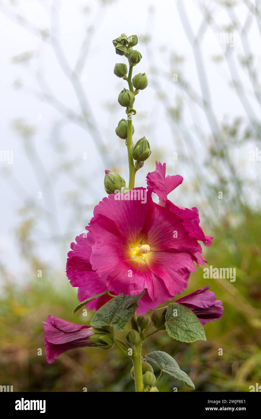 Botany rosaceae common hi-res stock photography and images - Alamy