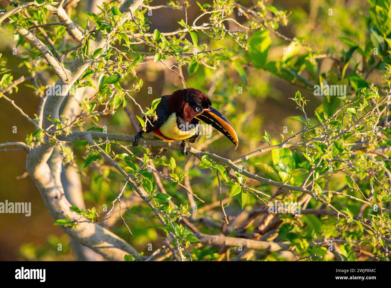 Chestnut-eared aracari (Pteroglossus castanotis) Pantanal Brazil# Stock ...