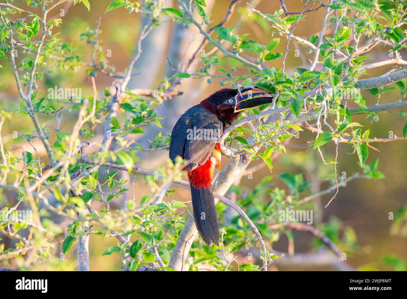 Chestnut-eared aracari (Pteroglossus castanotis) Pantanal Brazil# Stock ...