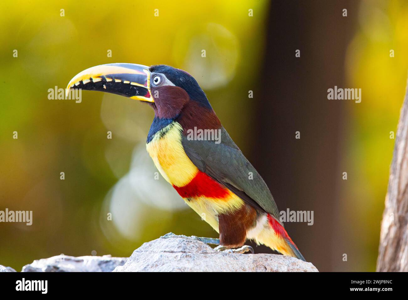Chestnut-eared aracari (Pteroglossus castanotis) Pantanal Brazil# Stock ...