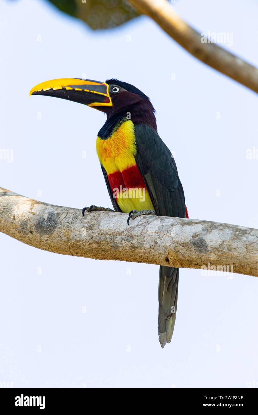Chestnut-eared aracari (Pteroglossus castanotis) Pantanal Brazil# Stock ...