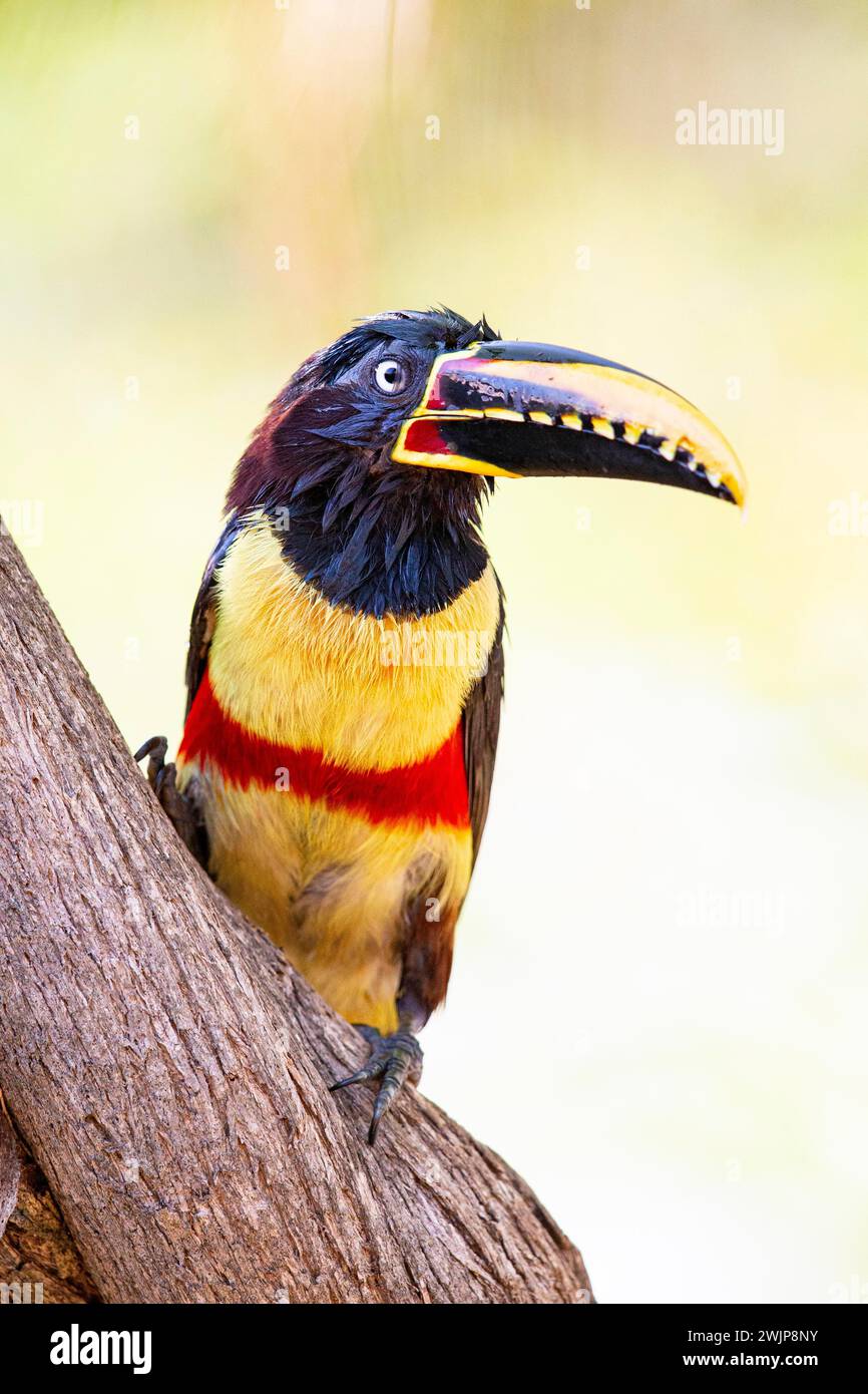Chestnut-eared aracari (Pteroglossus castanotis) Pantanal Brazil# Stock ...
