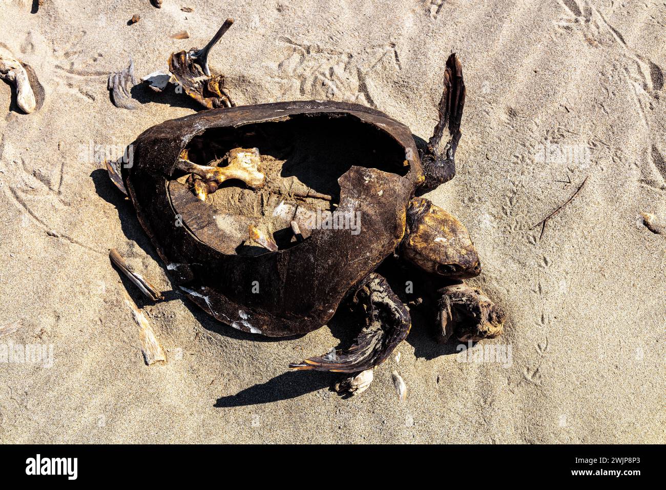 Dead sea turtle (Cheloniidae) in the sand on the beach of La Bocana ...