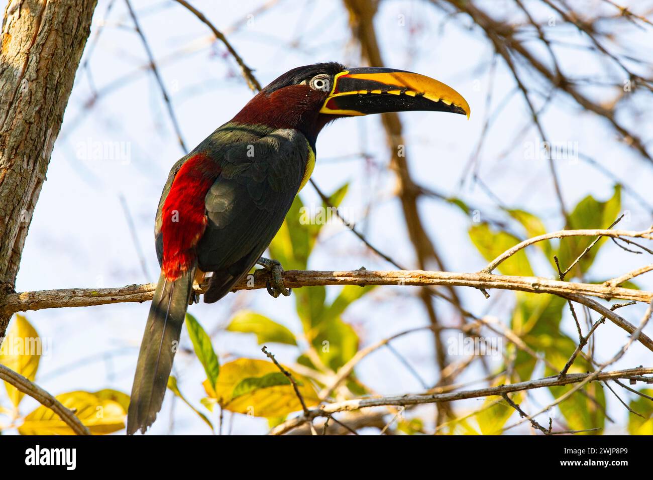 Chestnut-eared aracari (Pteroglossus castanotis) Pantanal Brazil# Stock ...