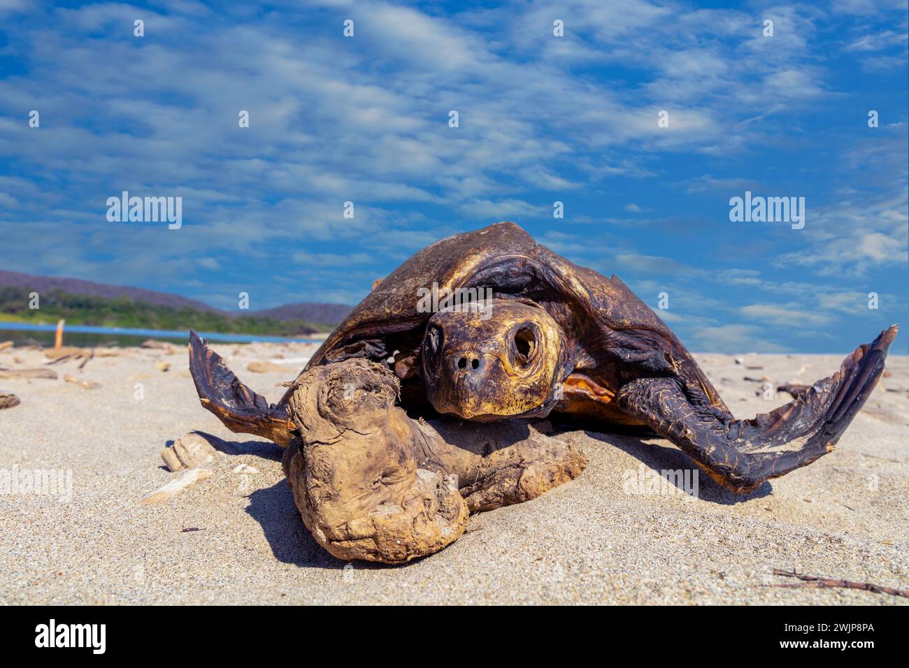 Dead turtle on the beach hi-res stock photography and images - Alamy