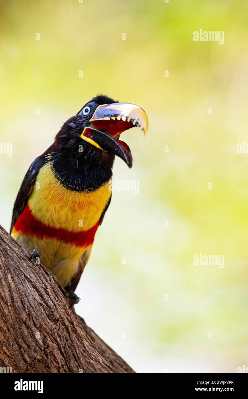 Chestnut-eared aracari (Pteroglossus castanotis) Pantanal Brazil# Stock ...