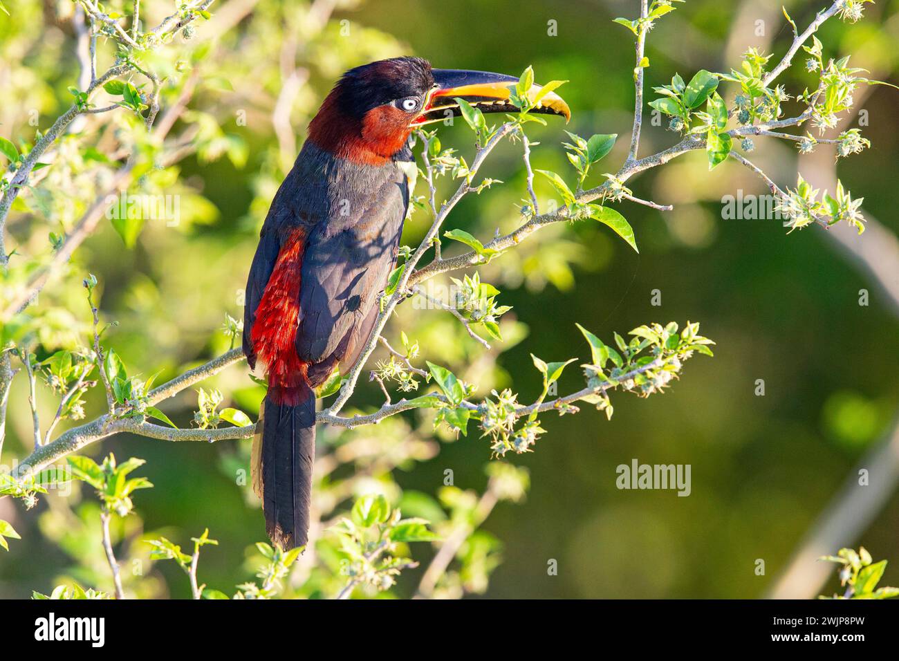 Chestnut-eared aracari (Pteroglossus castanotis) Pantanal Brazil# Stock ...