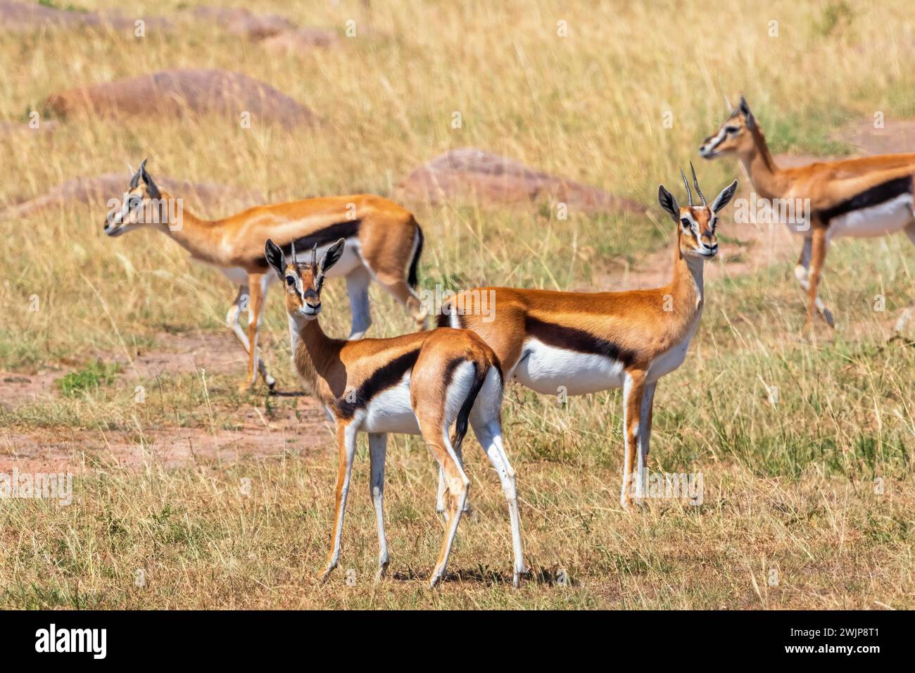 Flock with Thomson's gazelle (Eudorcas thomsonii) on the grass savanna ...