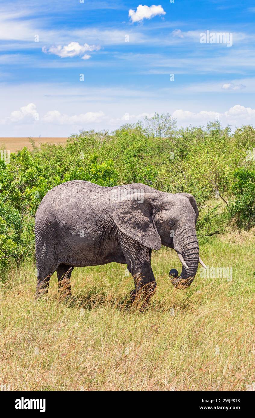 African elephant (Loxodonta africana) covered with dried mud by green ...