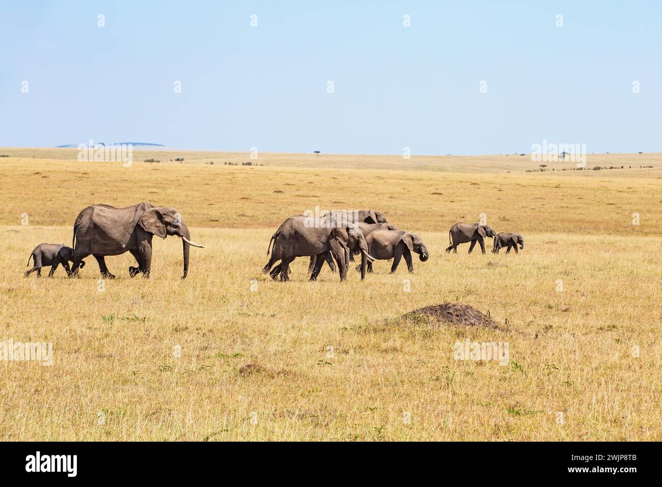 Family group of African elephants (Loxodonta africana) walking on the ...