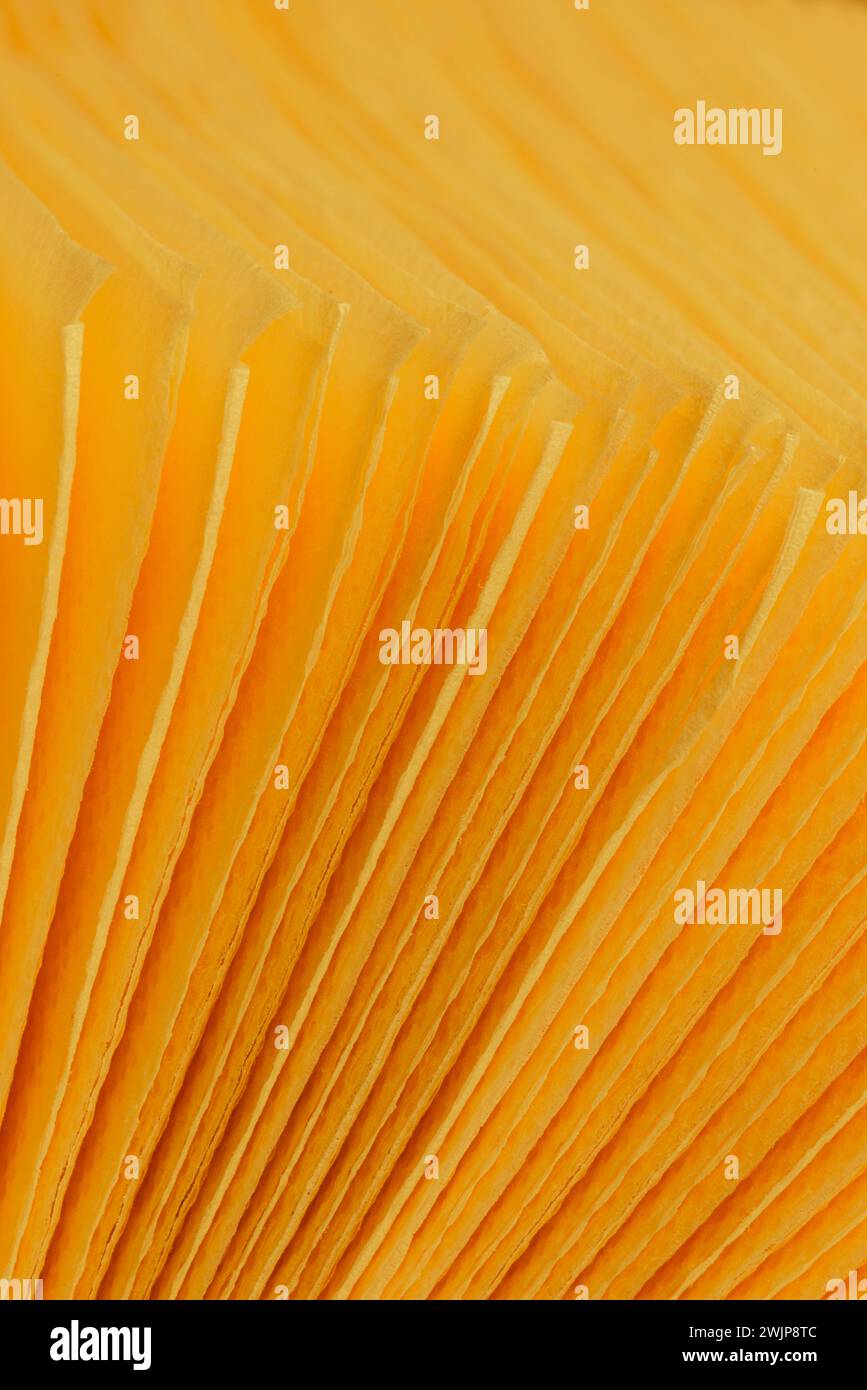 Close up pile yellow hi-res stock photography and images - Alamy
