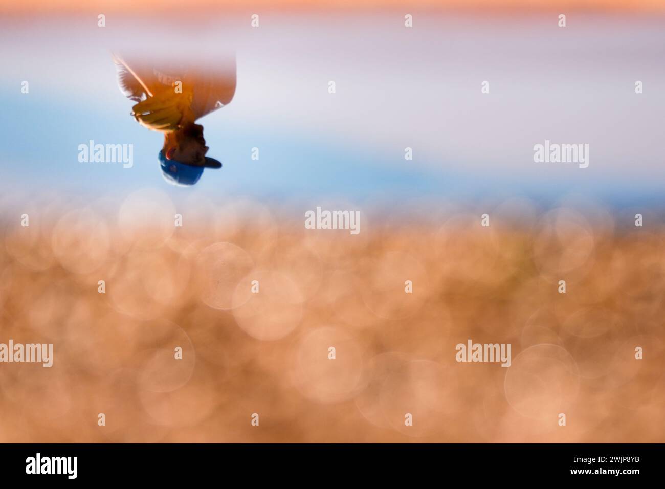 Kansas City Royals pitcher Nick Anderson is reflected in a puddle as he ...